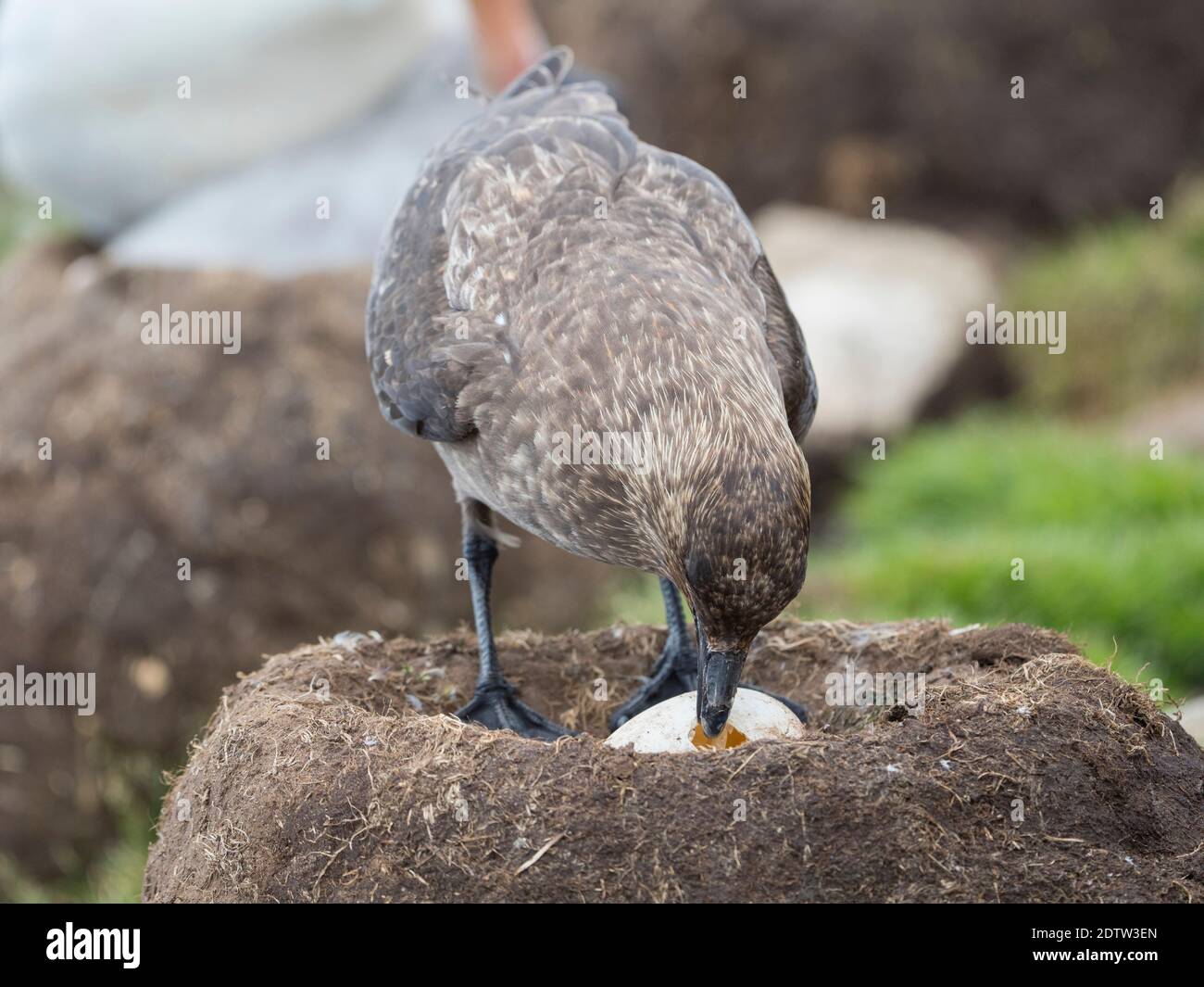 South polar skua nest hi-res stock photography and images - Alamy
