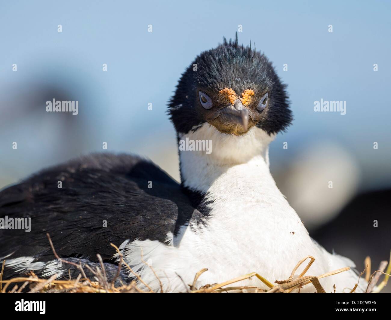 Imperial Shag also called King Shag, blue-eyed Shag, blue-eyed ...