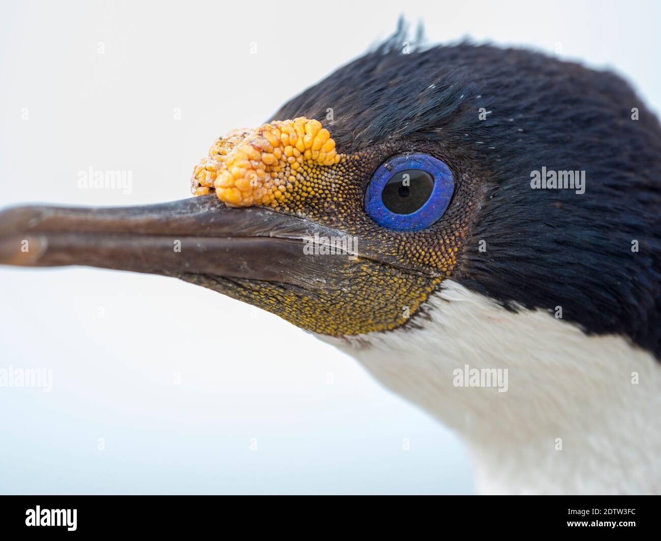 Imperial Shag also called King Shag, blue-eyed Shag, blue-eyed ...