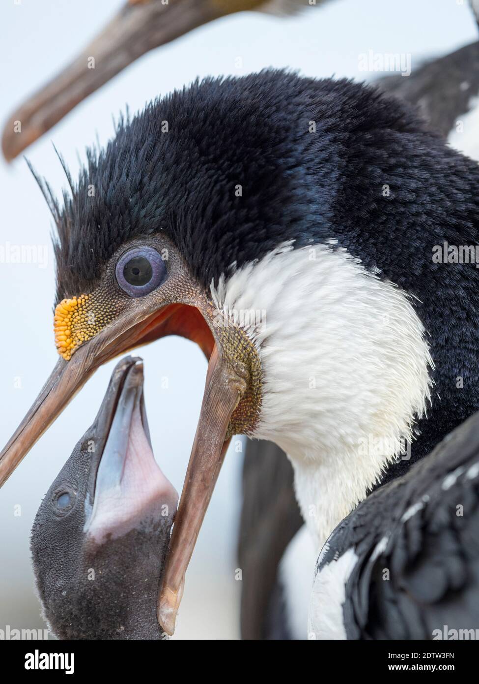 Feeding of chicks. Imperial Shag also called King Shag, blue-eyed Shag ...
