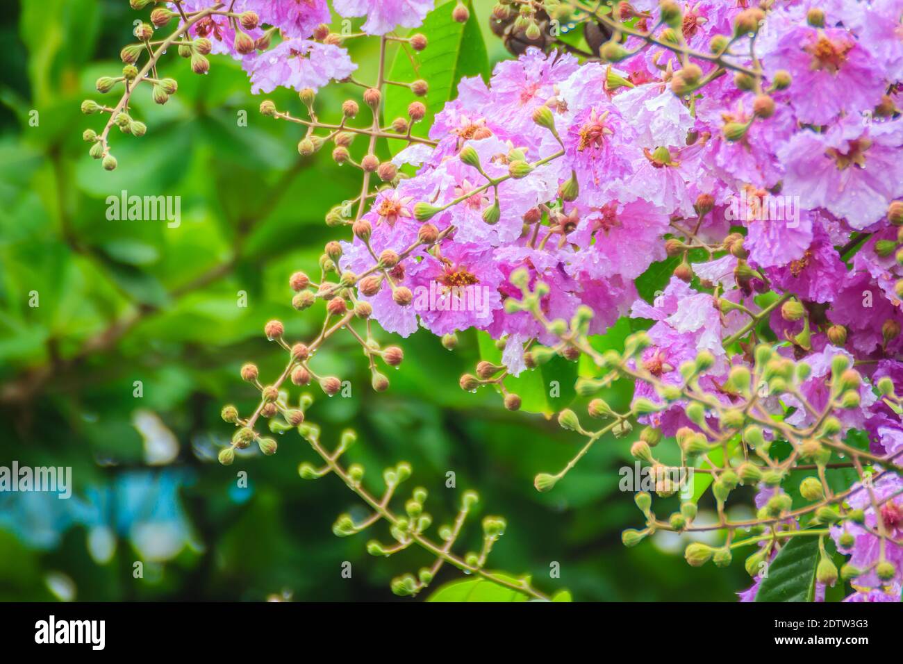 Giant Crape Myrtle High Resolution Stock Photography and Images - Alamy