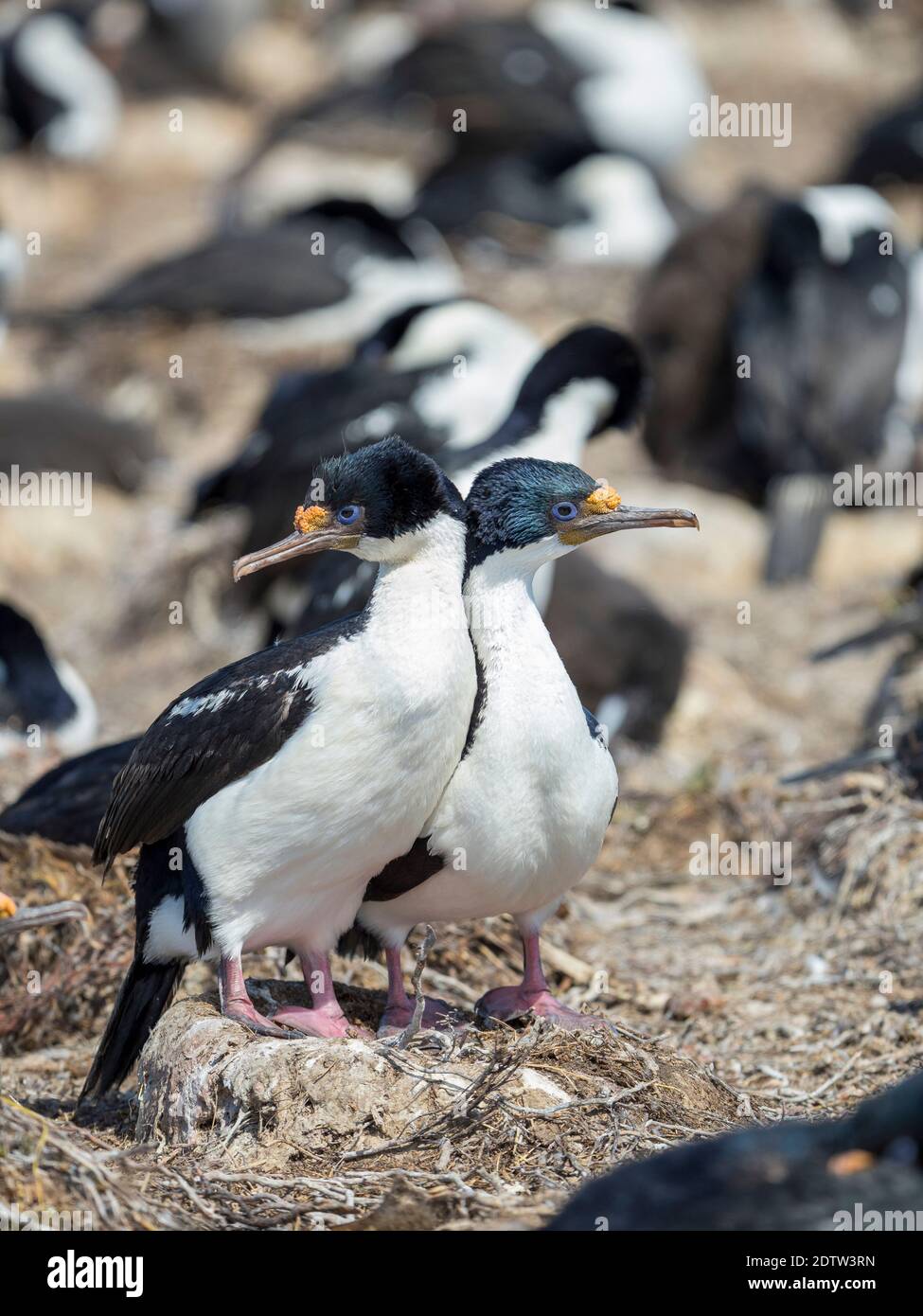 Imperial Shag also called King Shag, blue-eyed Shag, blue-eyed ...