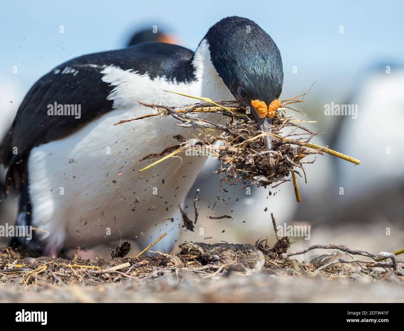 Gathering of nesting material. Imperial Shag also called King Shag ...