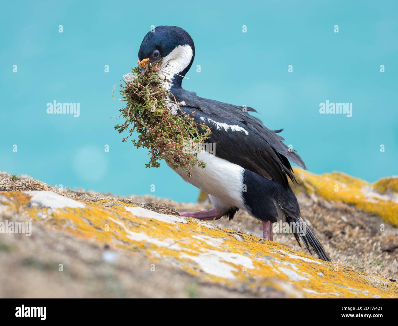 Gathering of nesting material. Imperial Shag also called King Shag ...