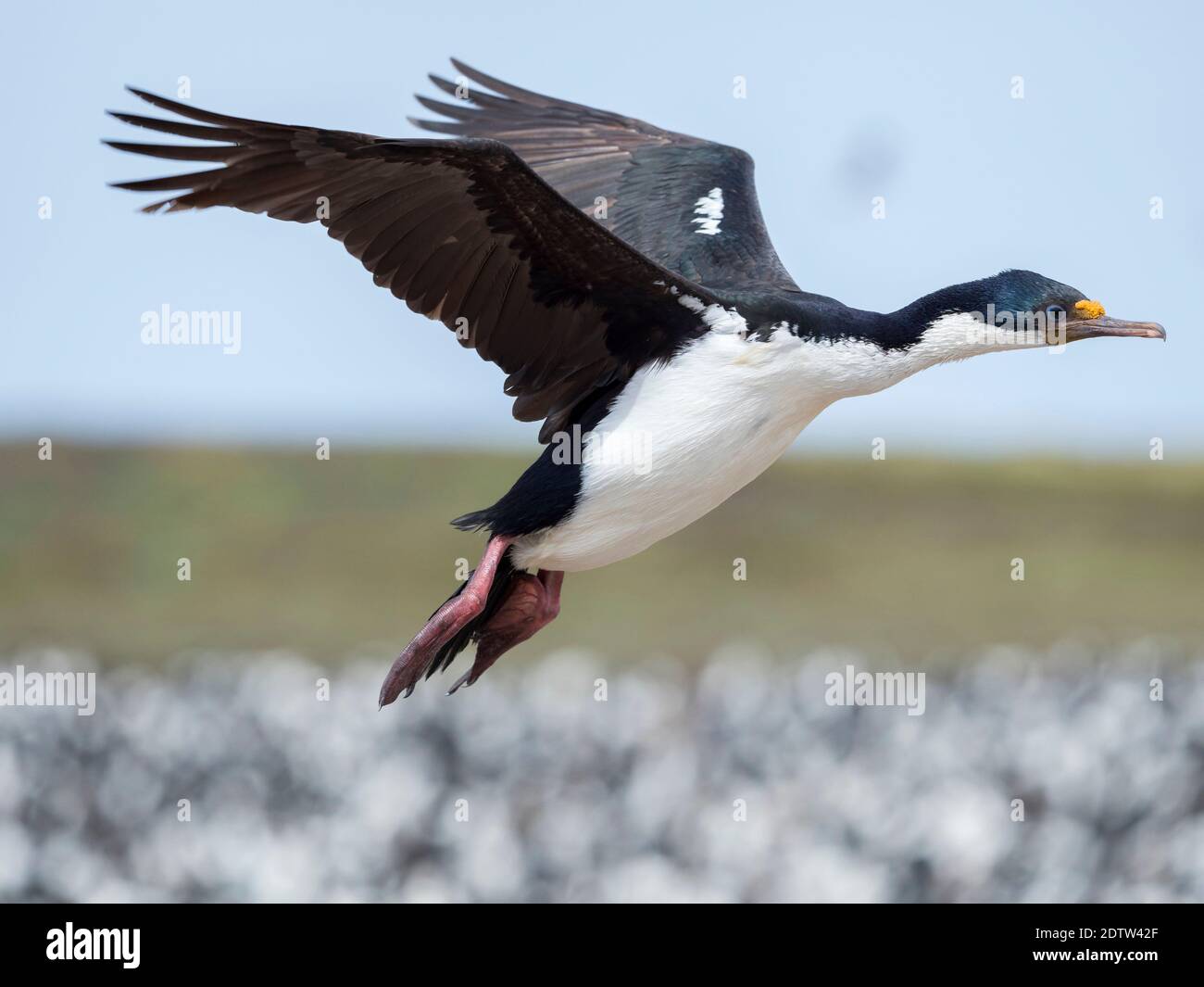 Flying over a huge colony. Imperial Shag also called King Shag, blue ...