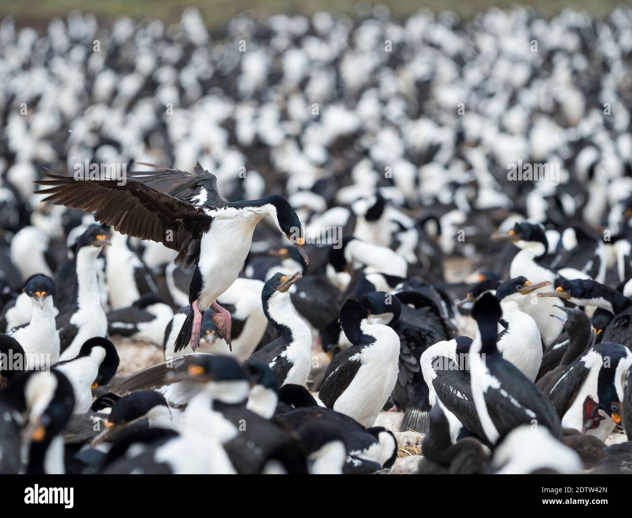 Landing in a huge colony. Imperial Shag also called King Shag, blue ...