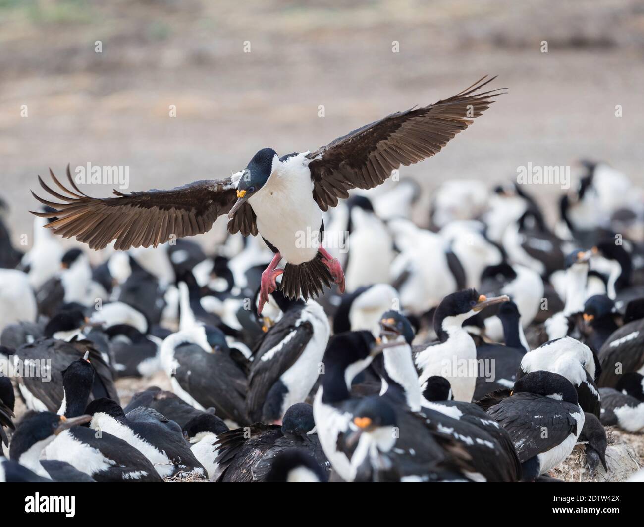 Landing in a huge colony. Imperial Shag also called King Shag, blue ...