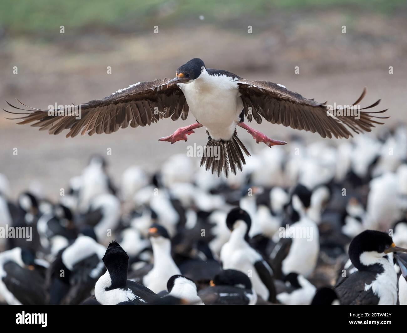 Landing in a huge colony. Imperial Shag also called King Shag, blue ...