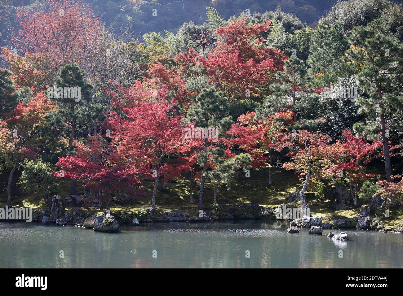 Red and yellow leaves of the japanese maple, acer palmatum, in autumn ...