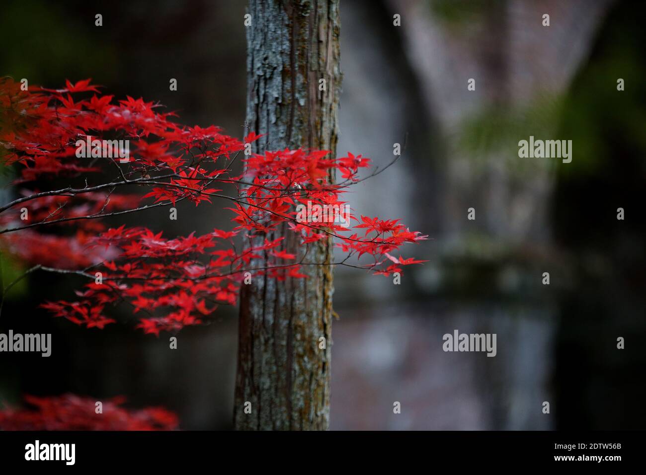 Red and yellow leaves of the japanese maple, acer palmatum, in autumn ...