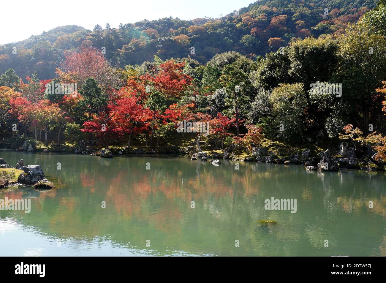 Red and yellow leaves of the japanese maple, acer palmatum, in autumn ...