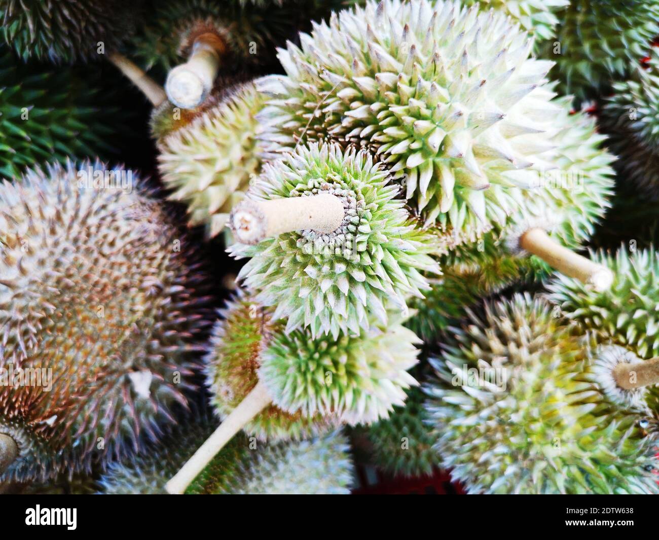 Close up durians hi-res stock photography and images - Alamy