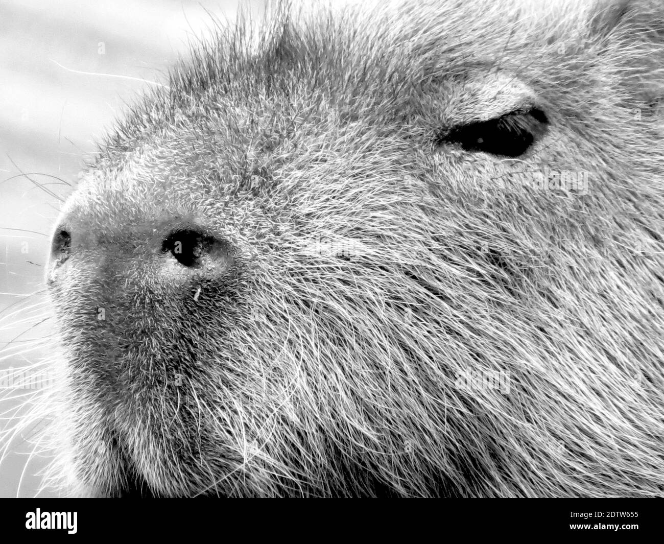 The capybara Black and White Stock Photos & Images - Alamy