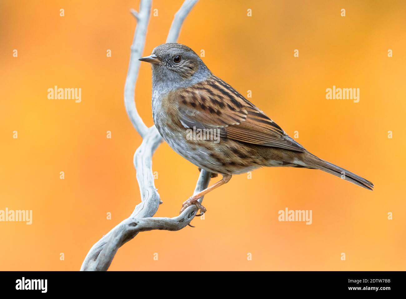 Heggemus, Dunnock, Prunella modularis Stock Photo - Alamy