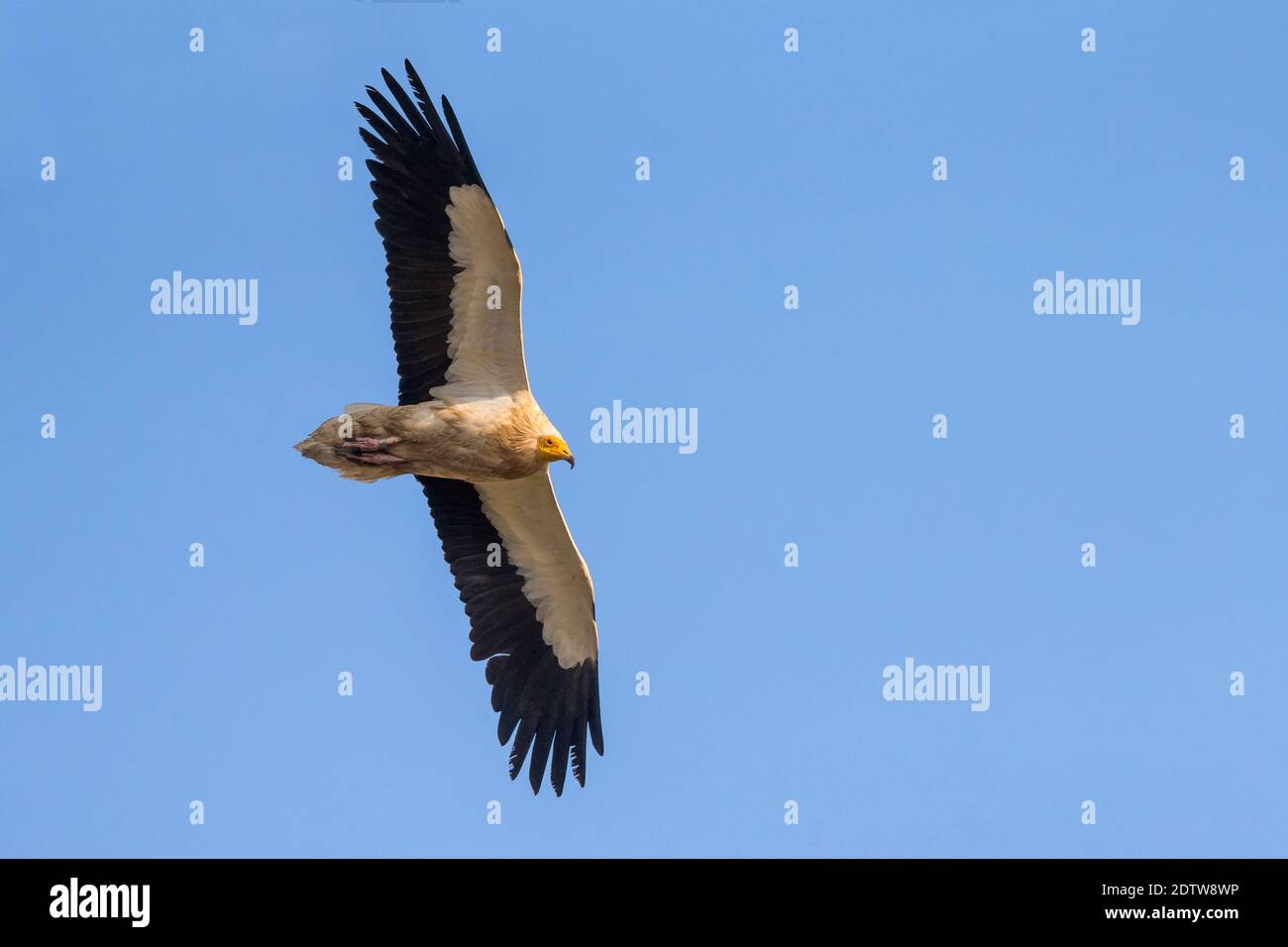 Aasgier; Egyptian Vulture; Neophron percnopterus Stock Photo - Alamy