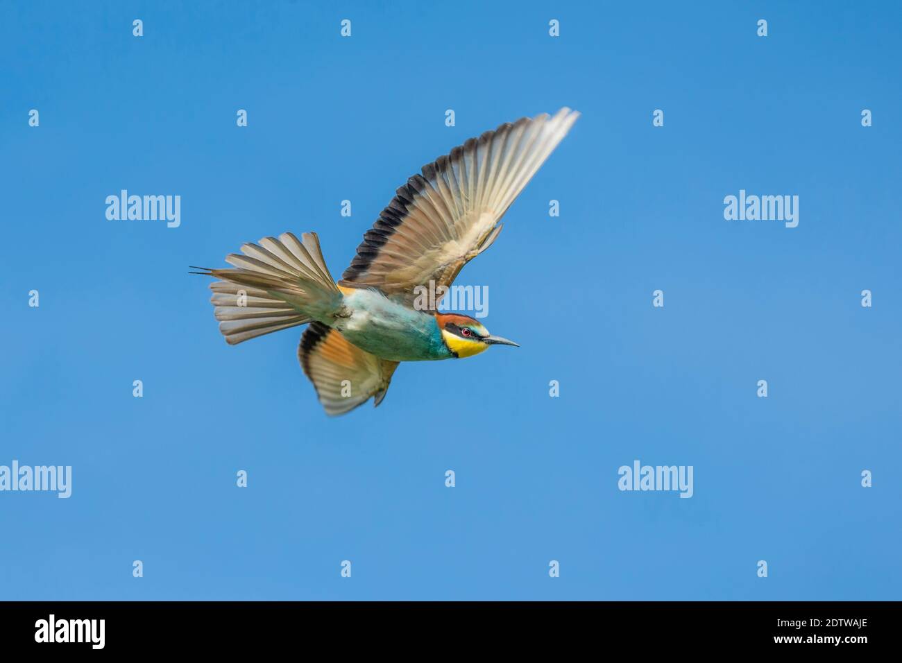 Bee aviary hi-res stock photography and images - Alamy