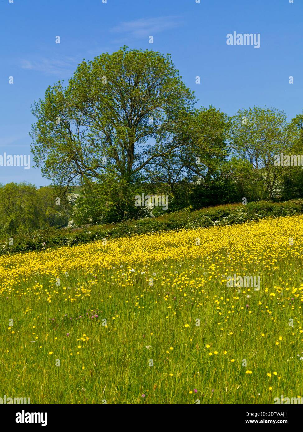 Field of buttercups in early summer landscape in countryside near ...