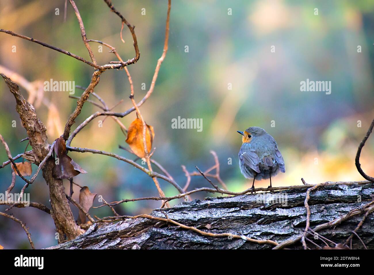 Back view bird hi-res stock photography and images - Alamy