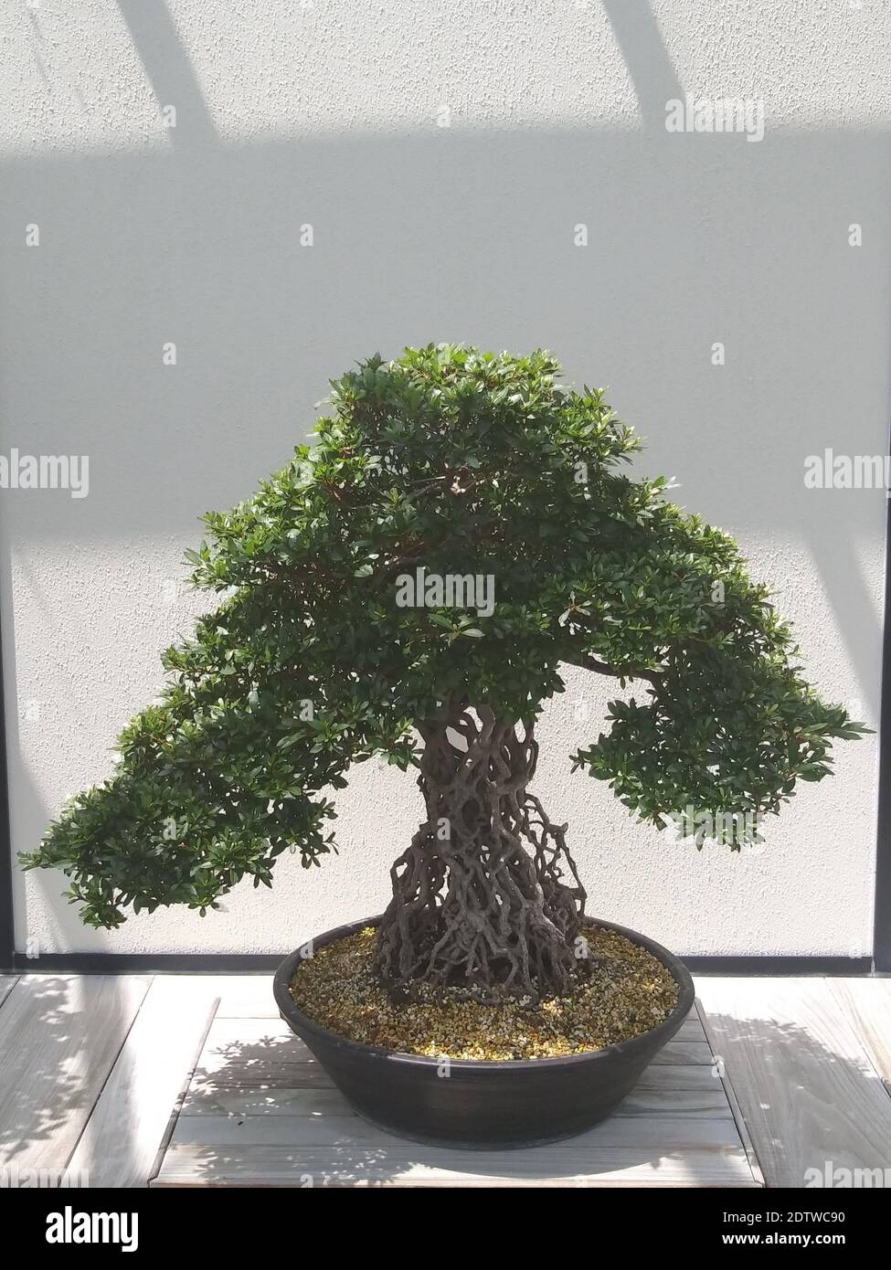 Bonsai tree shadow hi-res stock photography and images - Alamy