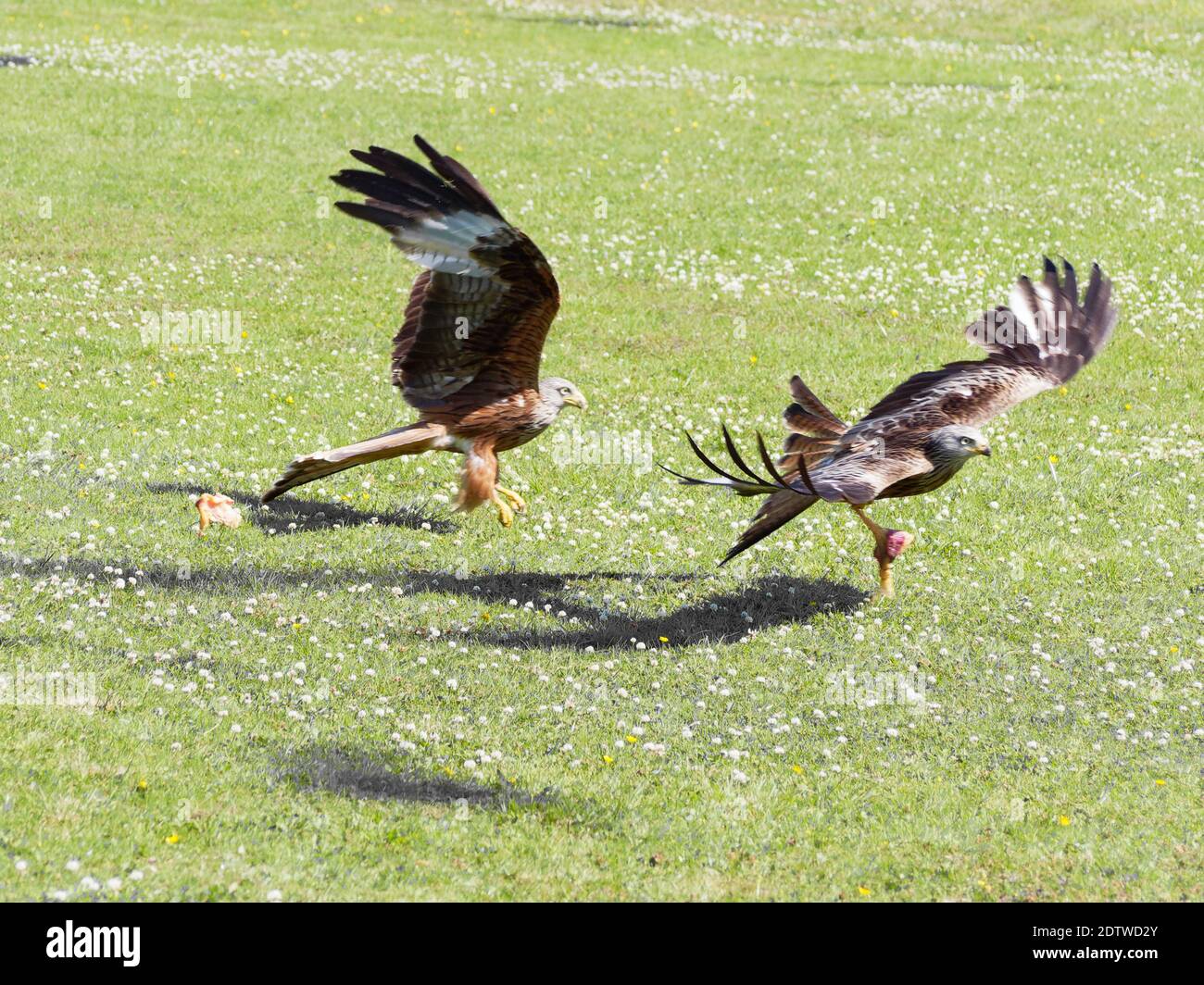 Swooping Motion High Resolution Stock Photography and Images - Alamy