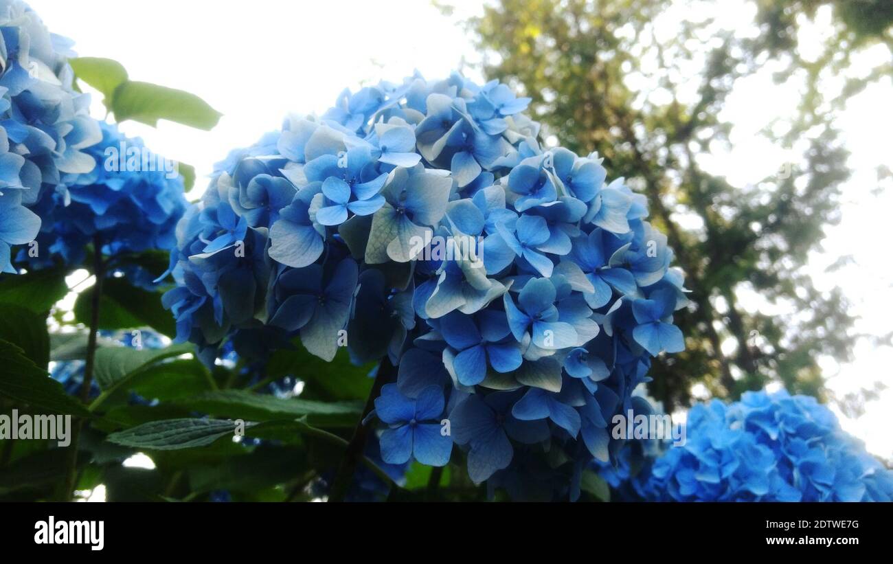 Blue bird hydrangea hi-res stock photography and images - Alamy