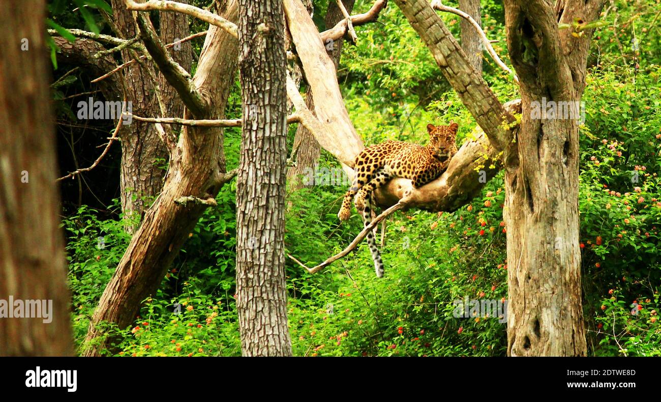 Cheetah of india hi-res stock photography and images - Alamy