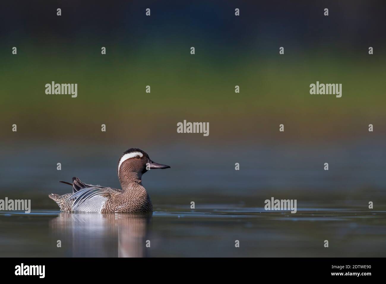 Zomertaling; Garganey; Anas querquedula Stock Photo - Alamy
