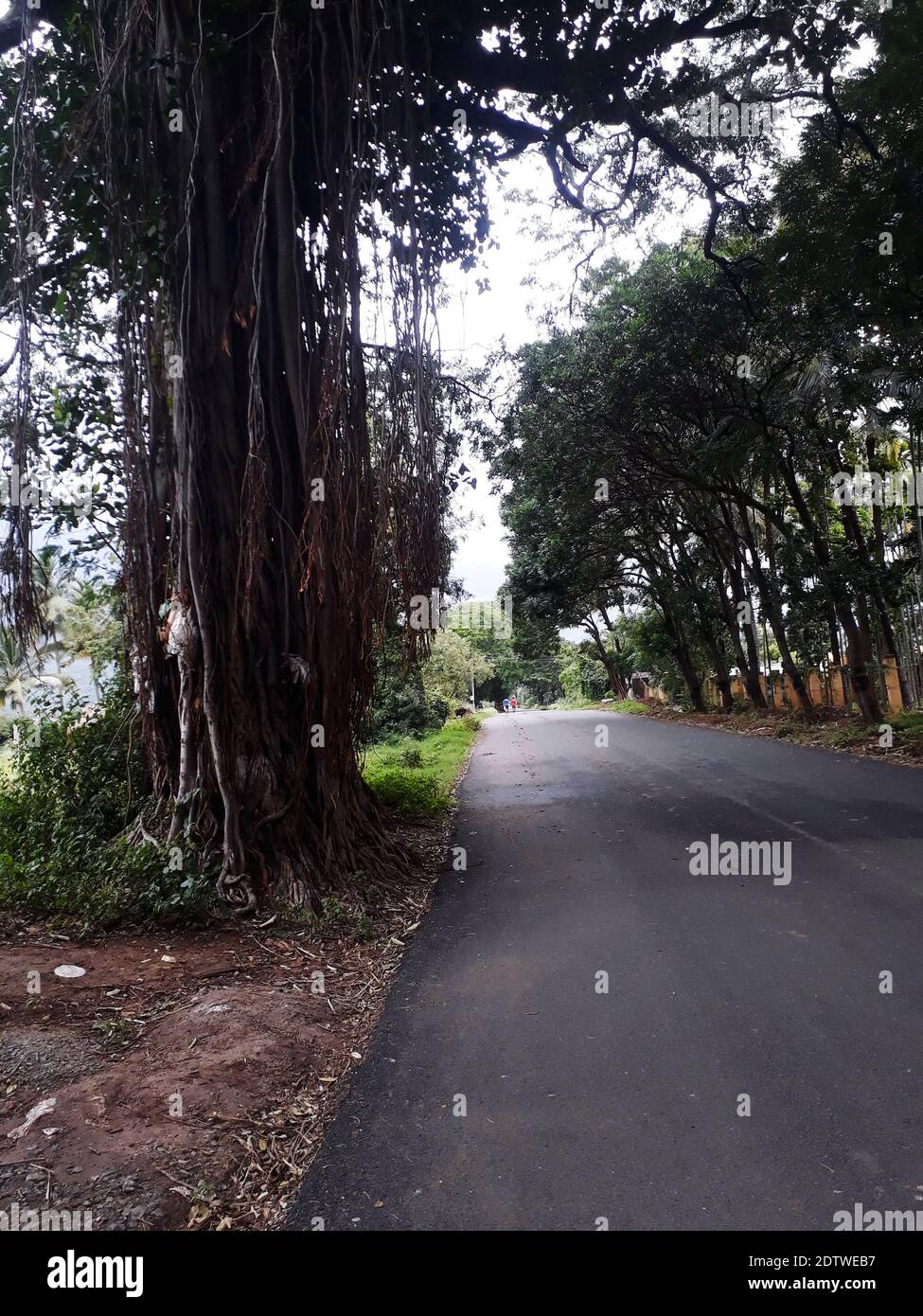 Coimbatore forest hi-res stock photography and images - Alamy