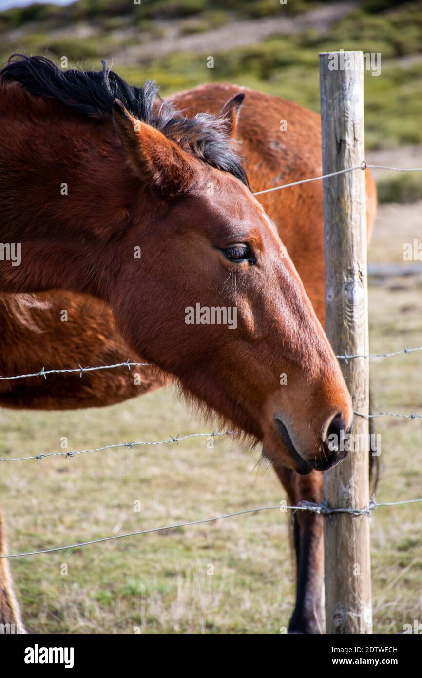 Shiny horse coat hi-res stock photography and images - Alamy