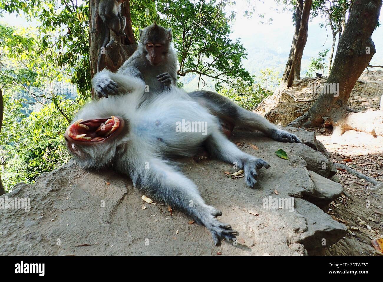 Ape sitting down hi-res stock photography and images - Alamy