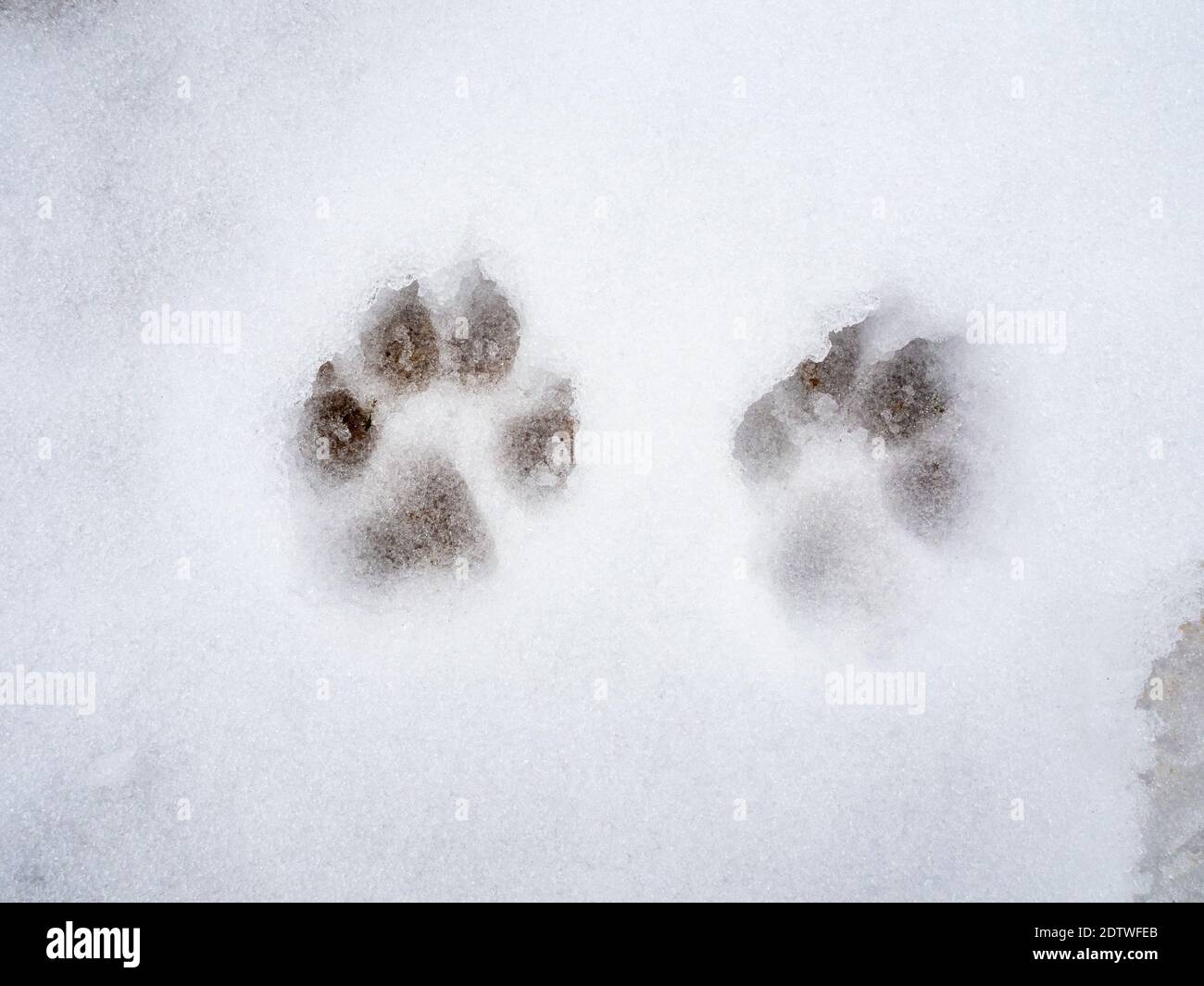 Dog Tracks In Snow