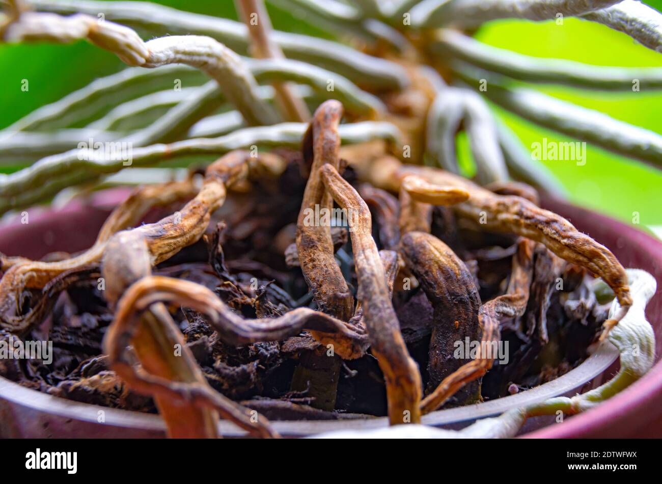 Close up view of roots of an orchid plant growing in a plastic pot ...