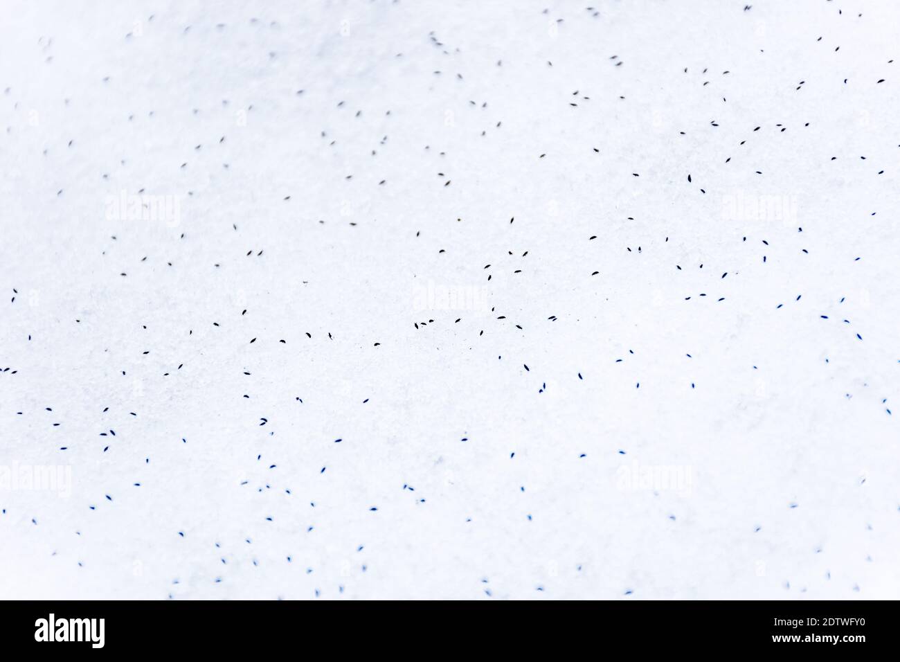 Frosty insects hi-res stock photography and images - Alamy