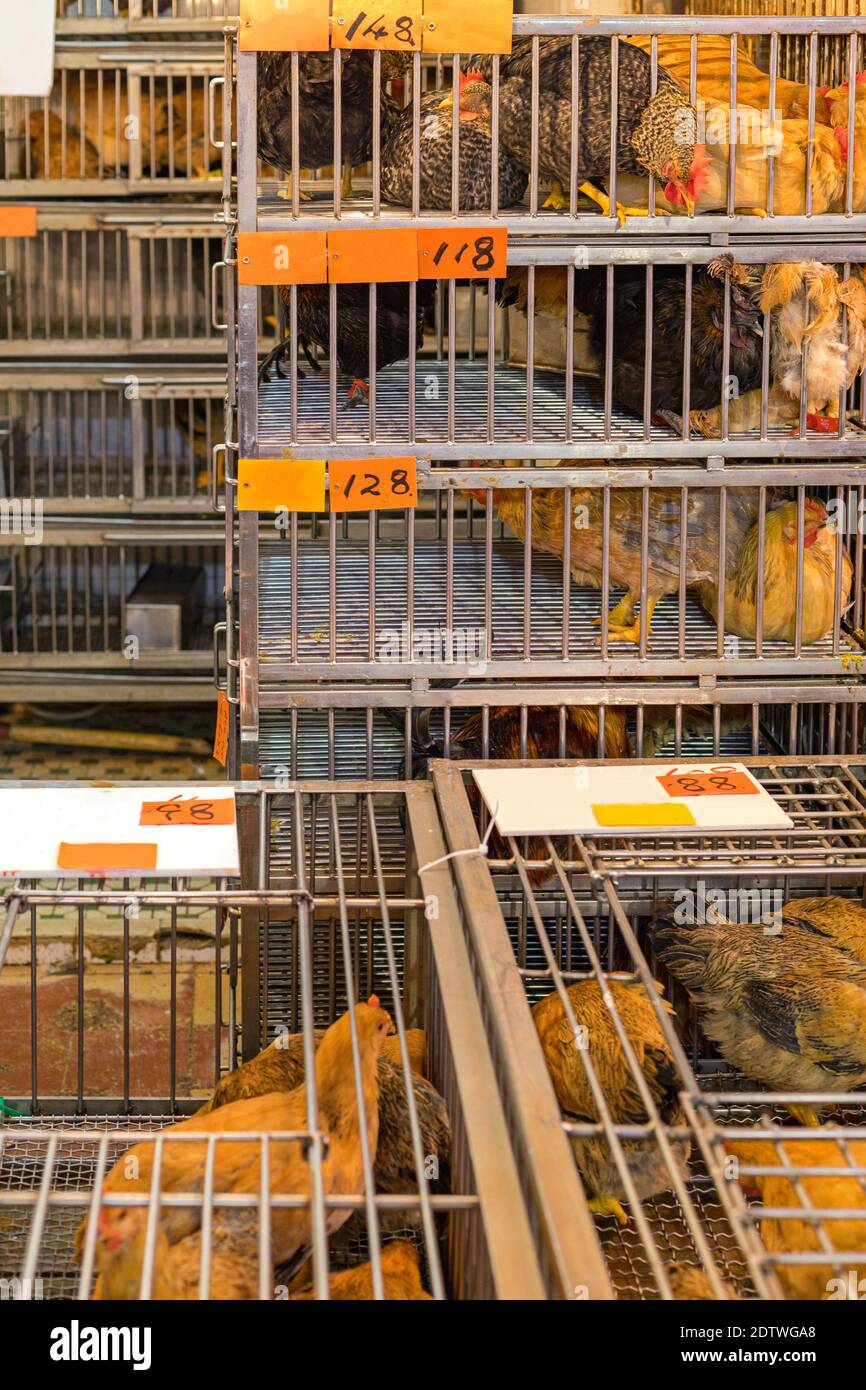 Chickens in cages hi-res stock photography and images - Alamy