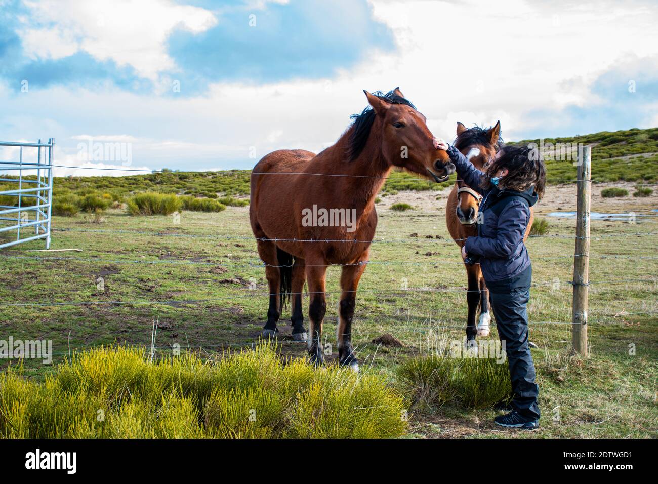 Horizontal view of a white Caucasian woman caressing two brown horses ...