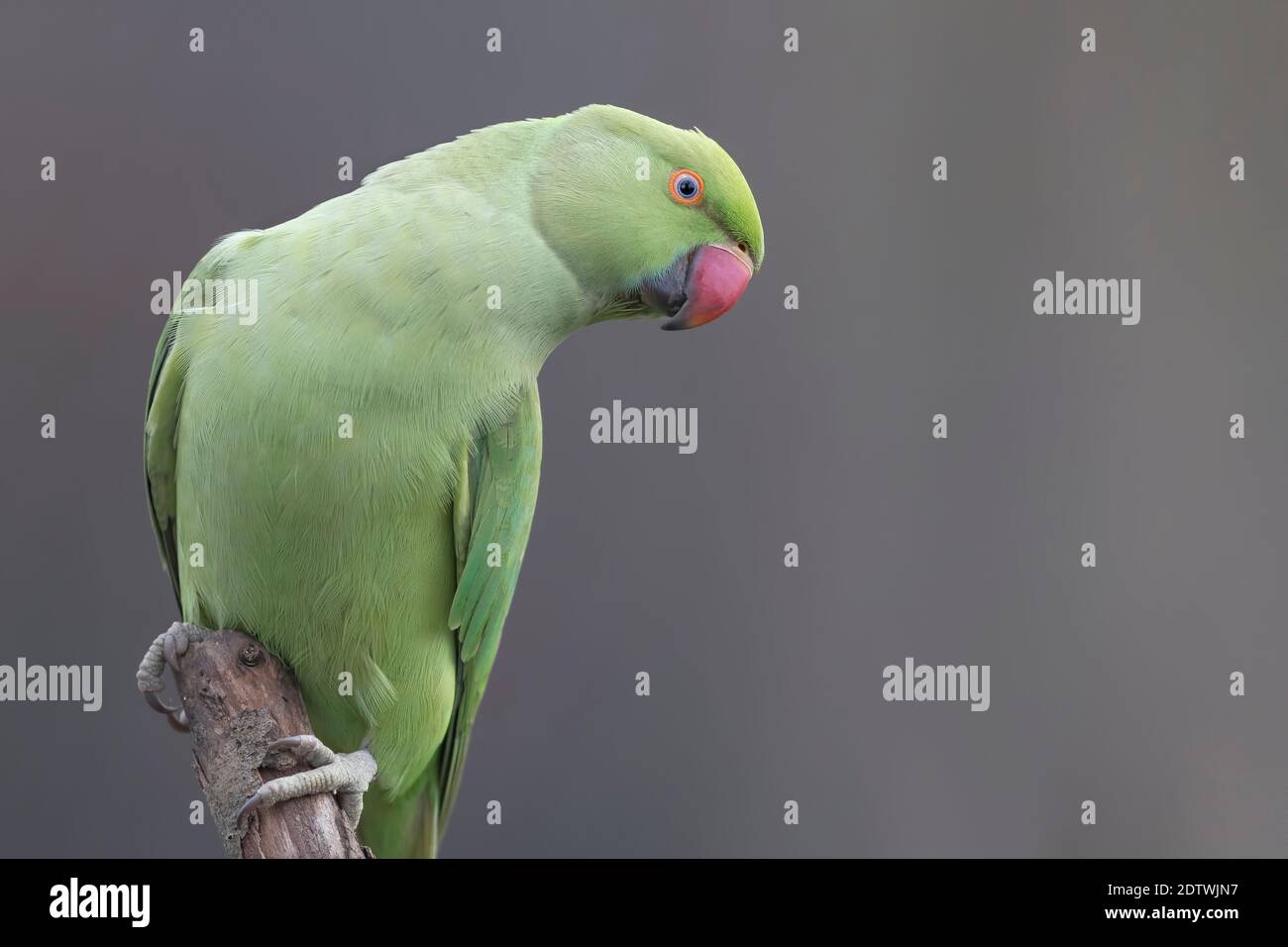 A colonizing bird of Europe, the rose-ringed parakeet (Psittacula ...