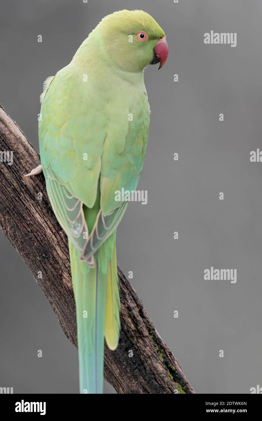 A colonizing bird of Europe, the rose-ringed parakeet (Psittacula ...