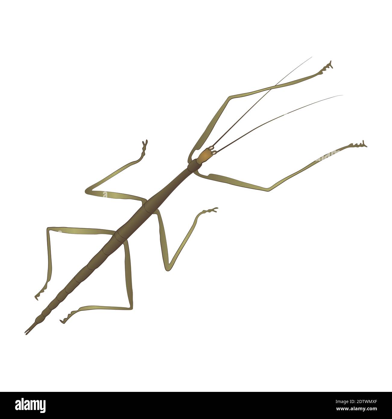 Color Bugs Vector Illustration High Resolution Stock Photography and ...