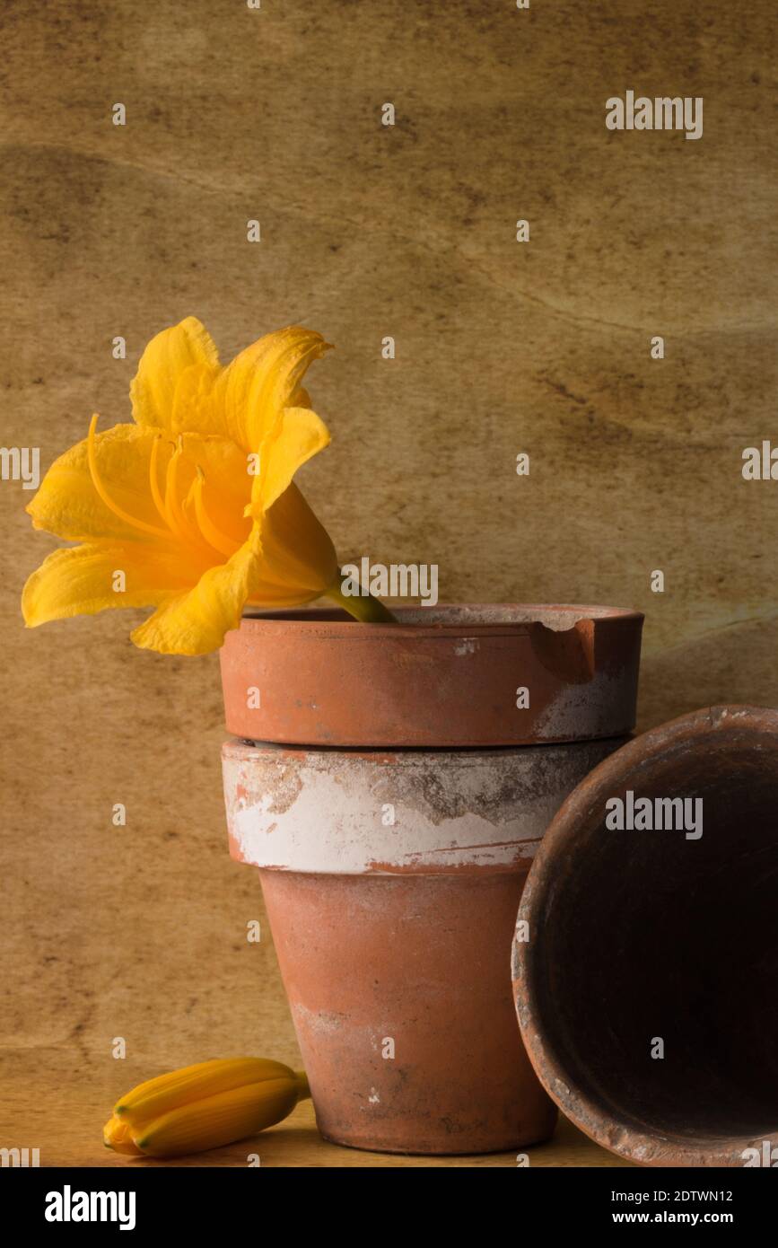 Flower pot outdoors close hi-res stock photography and images - Alamy