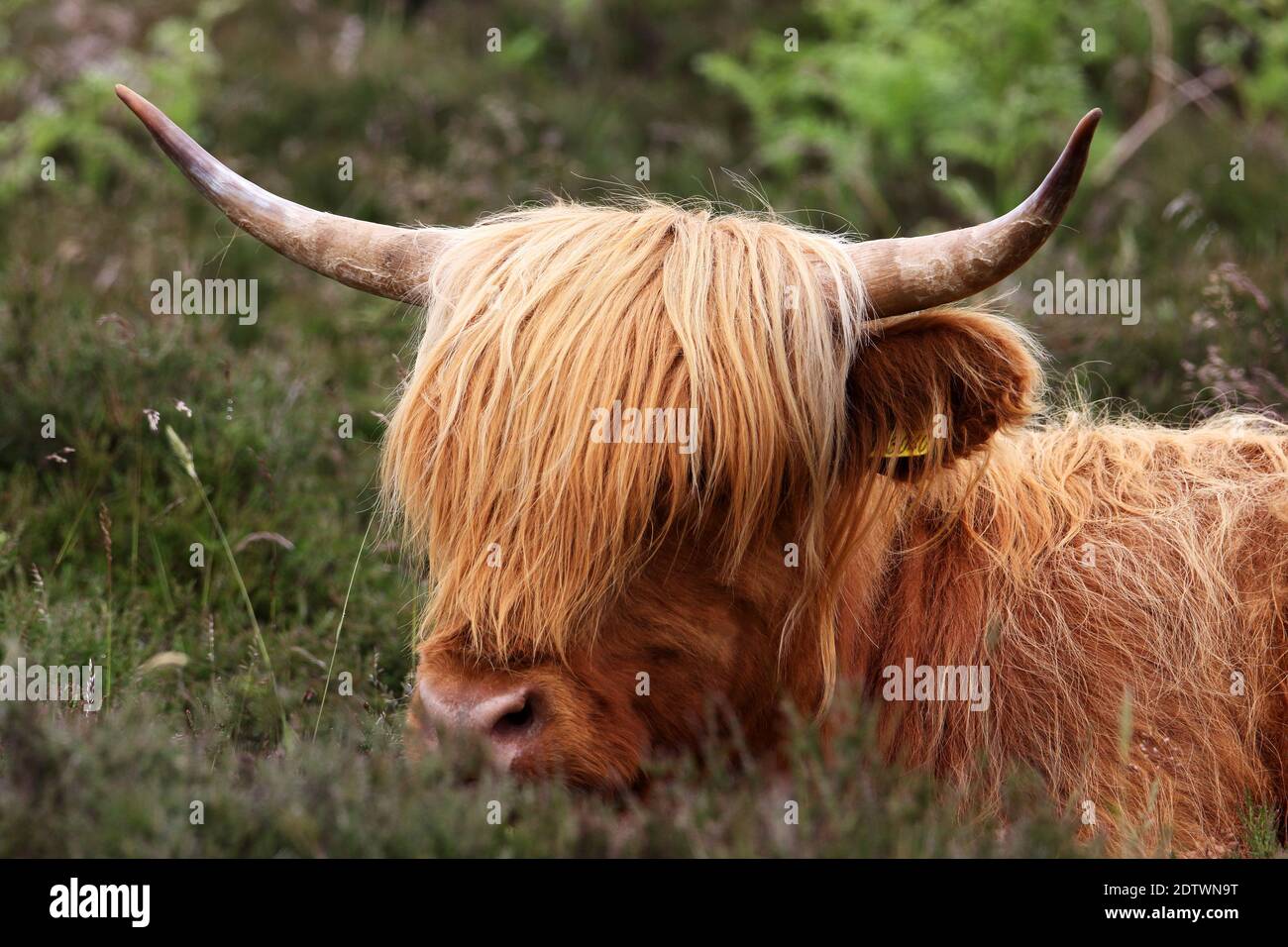 Highland Cow - Bos taurus taurus Stock Photo - Alamy