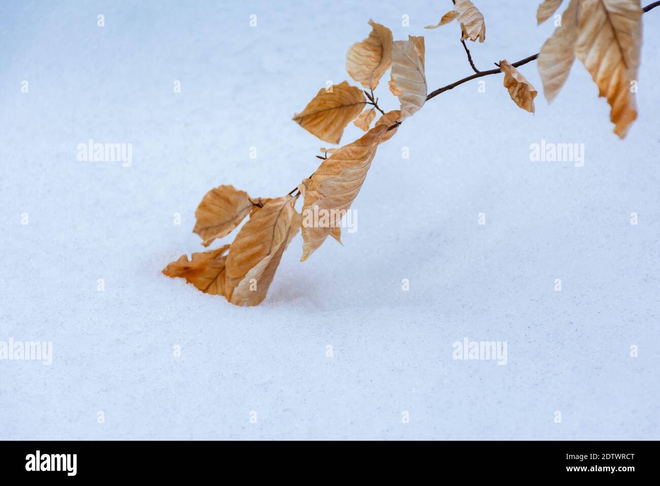 Yellow leaves in a snowy forest. A low shrub of a beech tree. A cloudy ...