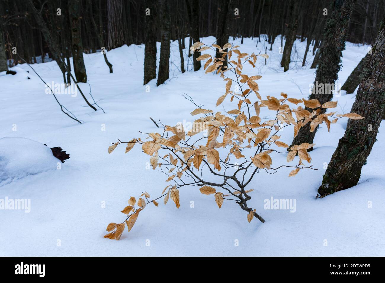 Yellow leaves in a snowy forest. A low shrub of a beech tree. A cloudy ...