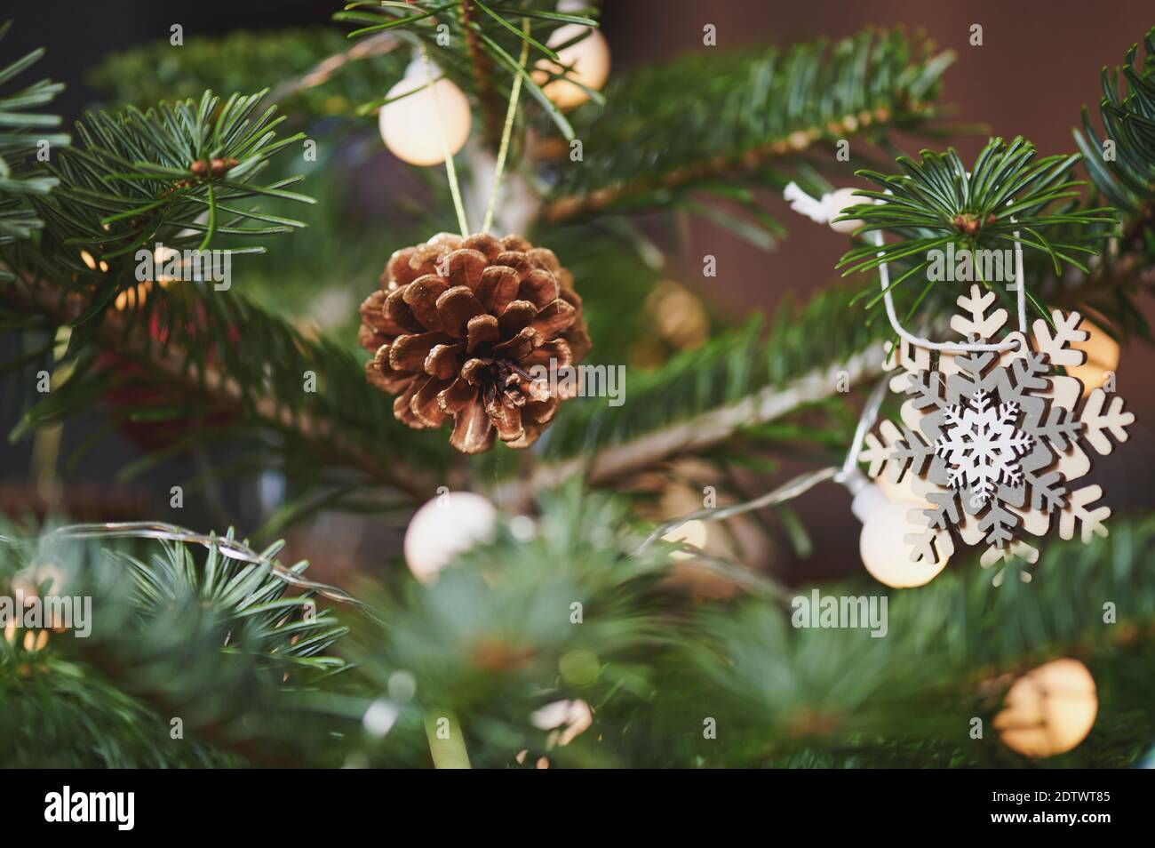 Pine cone hanging on the tree hi-res stock photography and images - Alamy