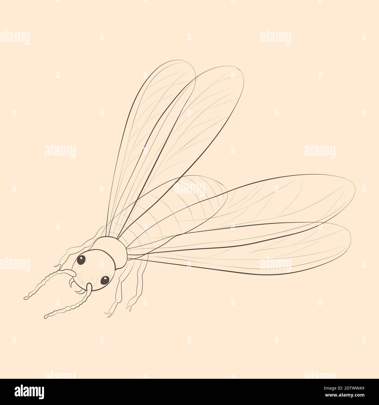 Termite insect Stock Vector Images - Alamy
