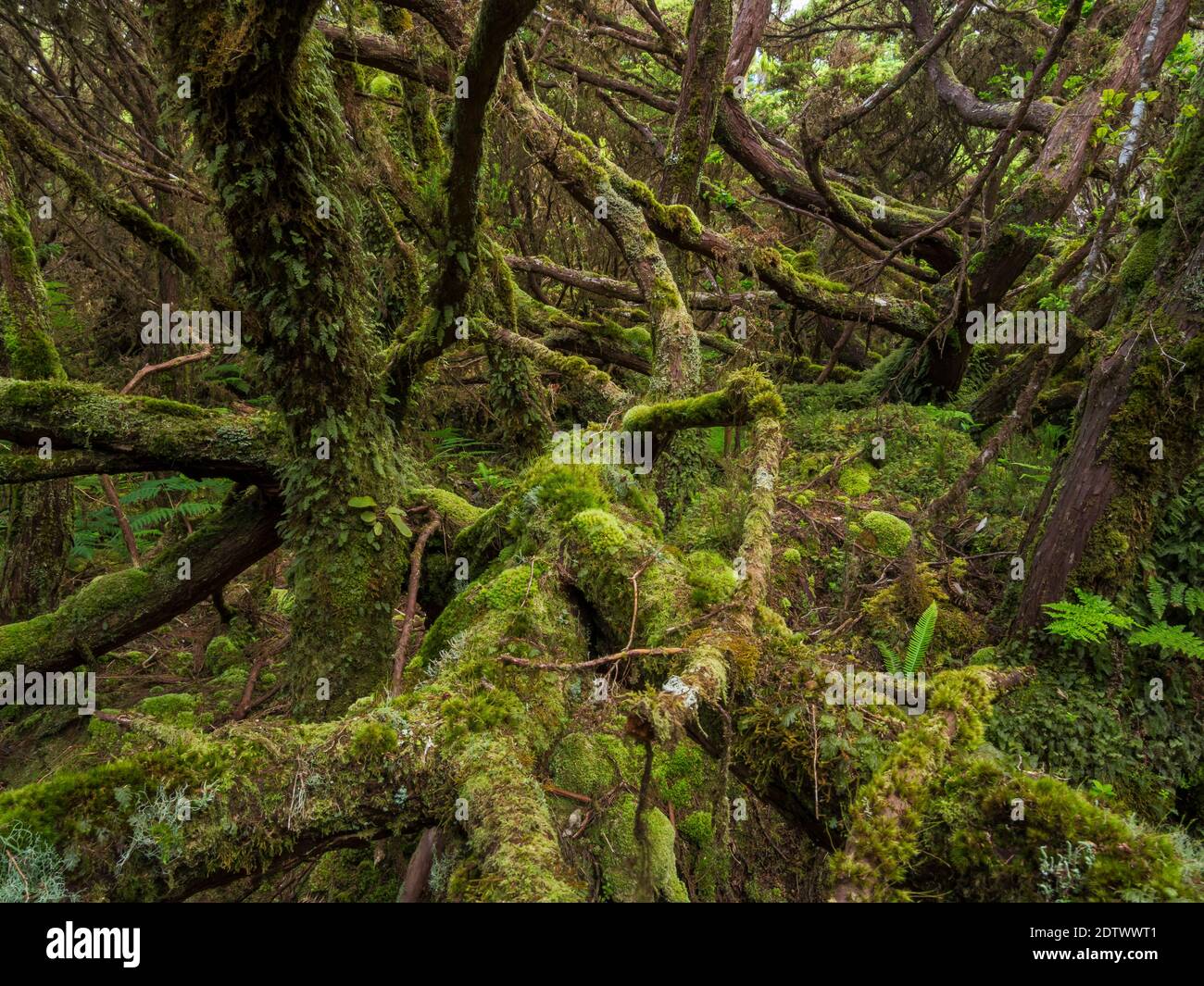 Cloud Forest with endemic vegetation (Laurel Laurus azorica, Azores ...
