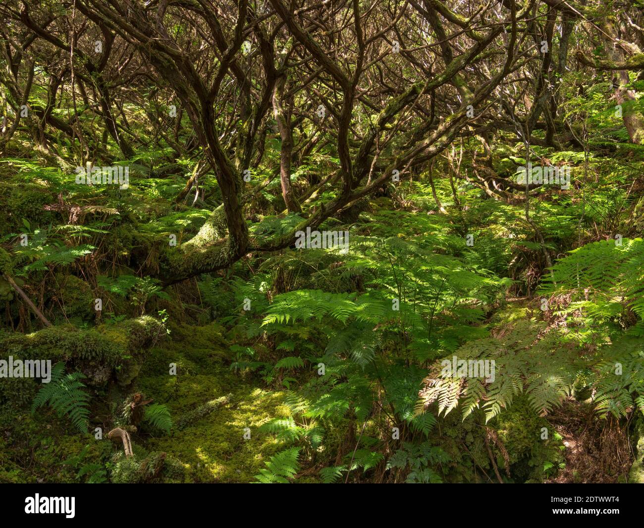 Cloud Forest with endemic vegetation (Laurel Laurus azorica, Azores ...