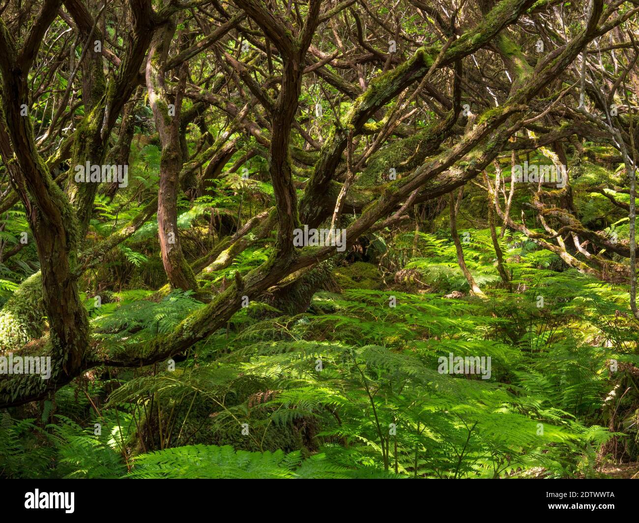 Cloud Forest with endemic vegetation (Laurel Laurus azorica, Azores ...