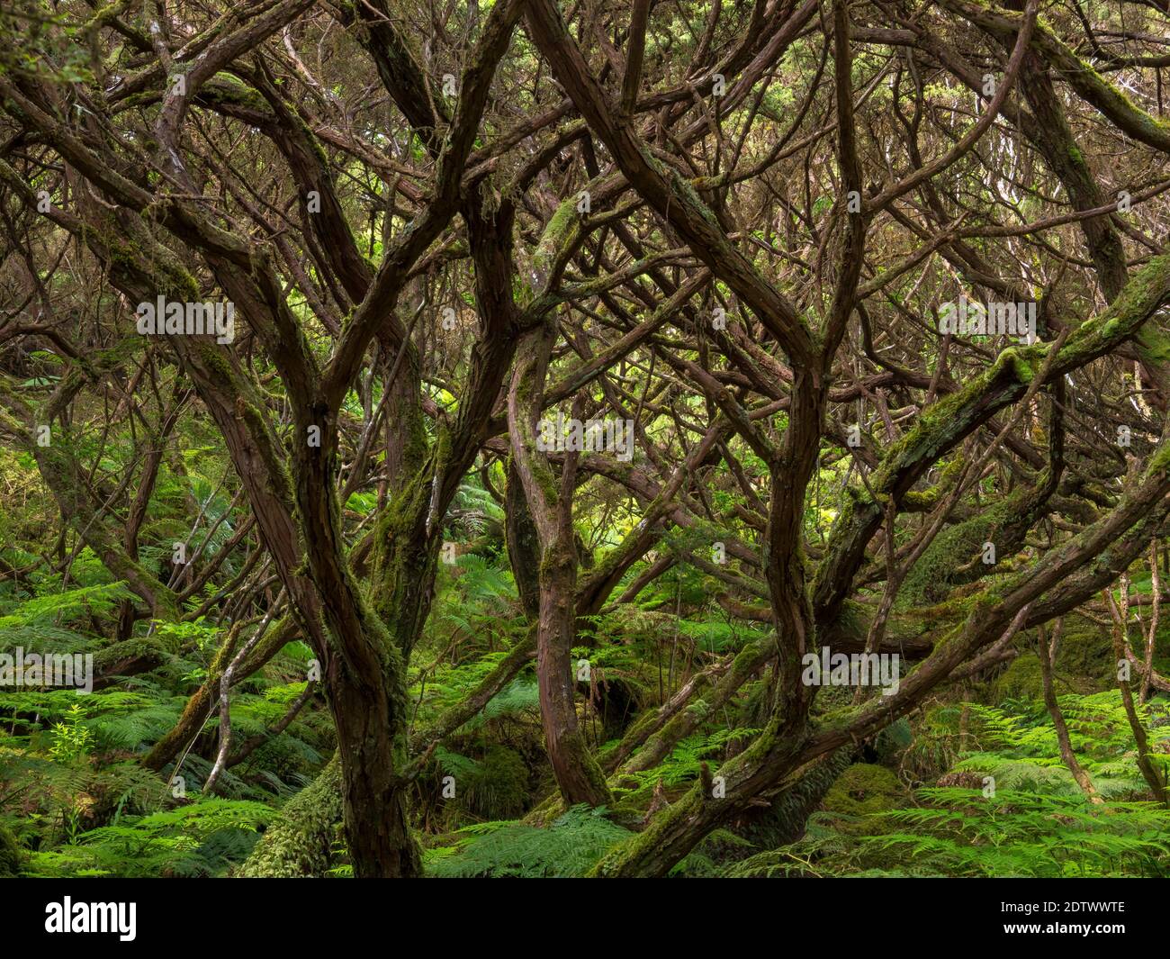 Cloud Forest with endemic vegetation (Laurel Laurus azorica, Azores ...