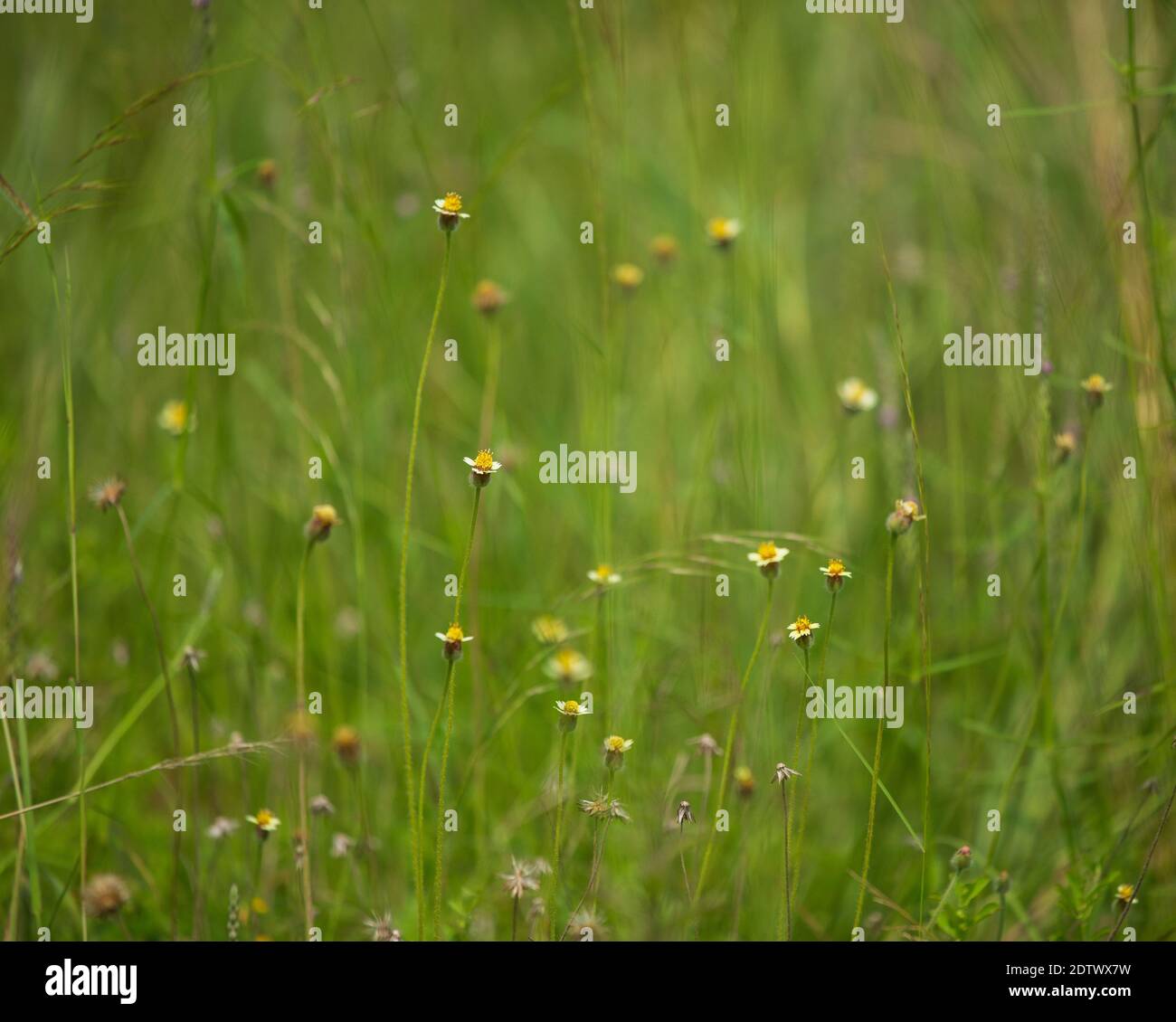 Coat button flower hi-res stock photography and images - Alamy