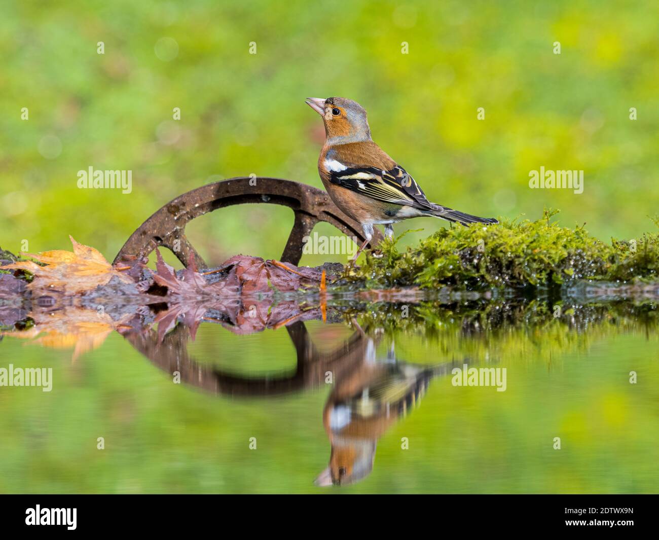 Male chaffinch foraging around a garden pond in mid Wales Stock Photo ...